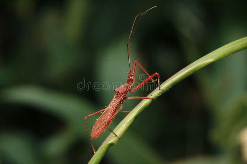 Macro Shot of a Harpactorinae, a Species of Predatory True Bug ...