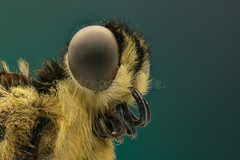 Head of butterfly stock image. Image of maxillary, mandibles - 193965399