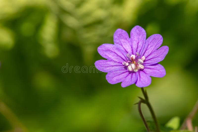 Hedgerow Geraniums (geranium Pyrenaicum Stock Image - Image of ...