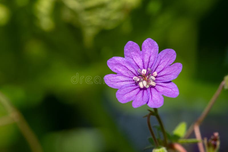 Hedgerow Geraniums (geranium Pyrenaicum Stock Image - Image of ...