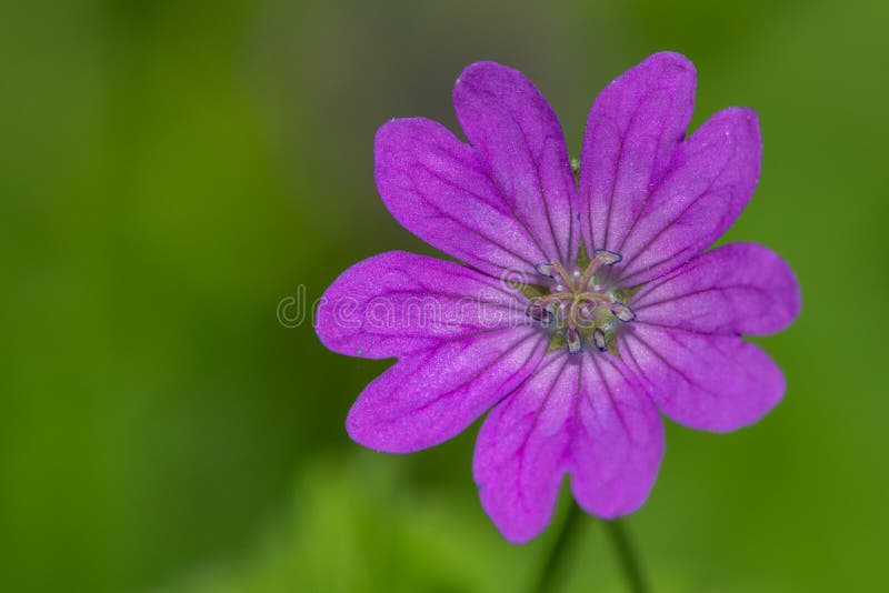 Hedgerow Geraniums (geranium Pyrenaicum Stock Image - Image of ...