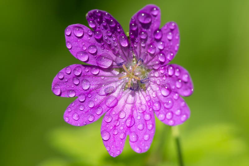 Hedgerow Geraniums (geranium Pyrenaicum Stock Image - Image of ...