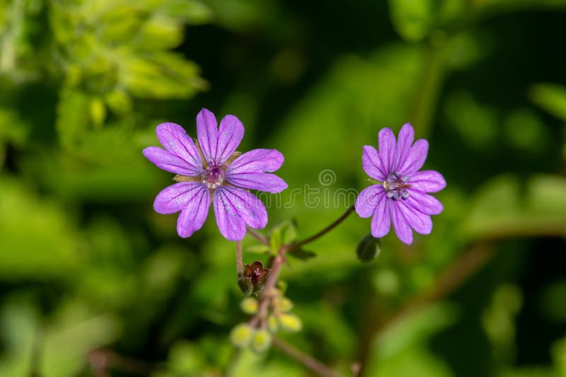 Hedgerow Geraniums (geranium Pyrenaicum Stock Image - Image of ...