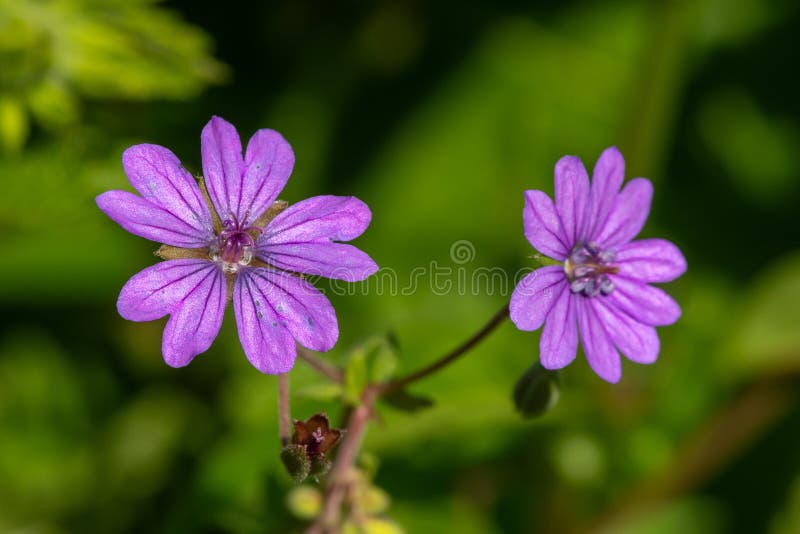 Hedgerow Geraniums (geranium Pyrenaicum Stock Image - Image of ...