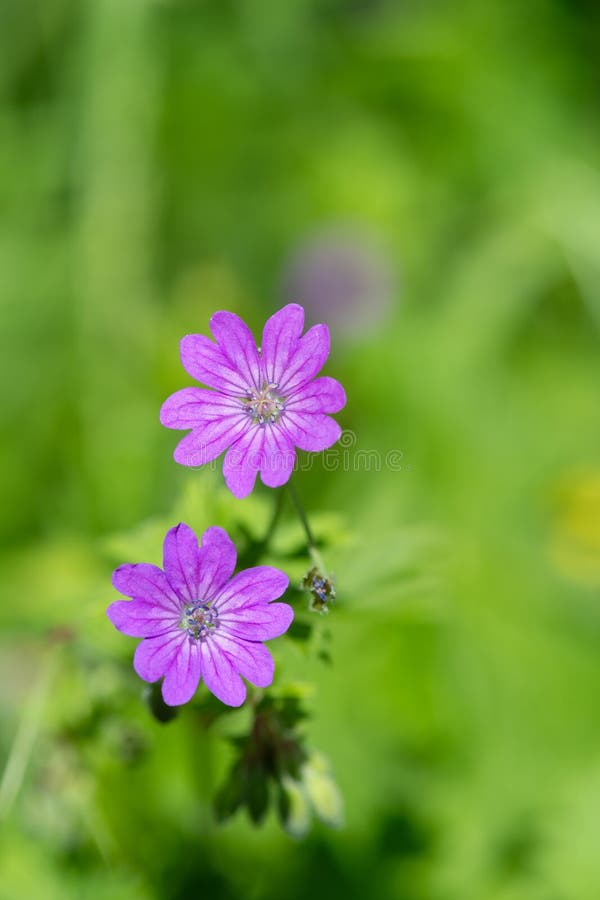 Hedgerow Geraniums (geranium Pyrenaicum Stock Image - Image of ...