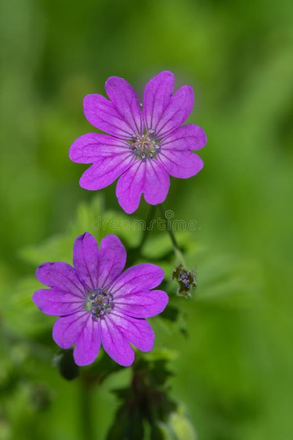 Hedgerow Geraniums (geranium Pyrenaicum Stock Image - Image of ...