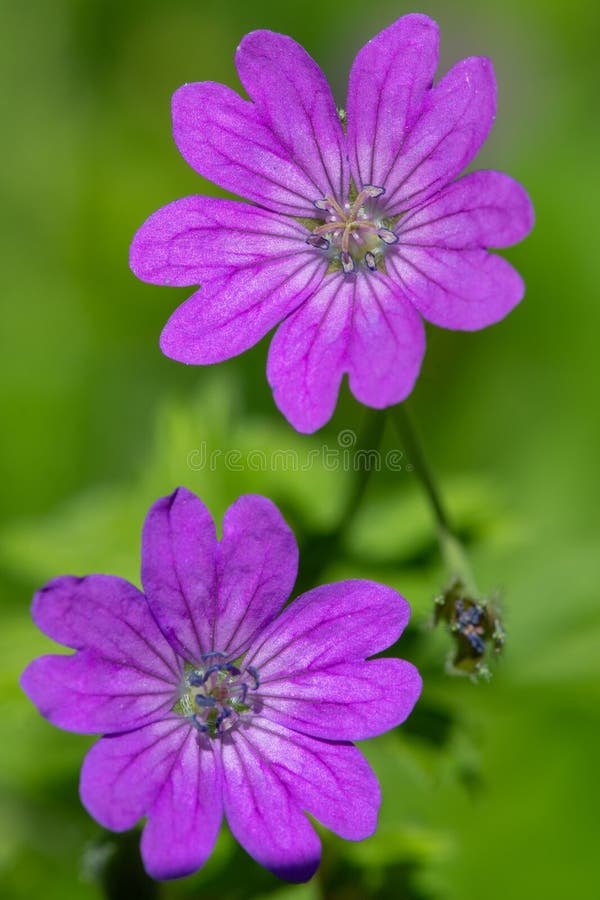 Hedgerow Geraniums (geranium Pyrenaicum Stock Image - Image of ...