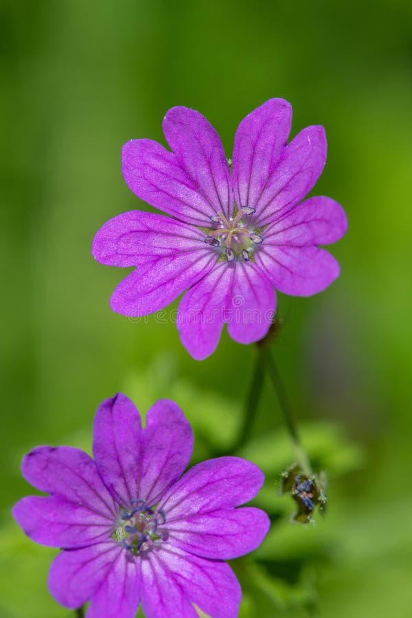 Hedgerow Geraniums (geranium Pyrenaicum Stock Image - Image of ...