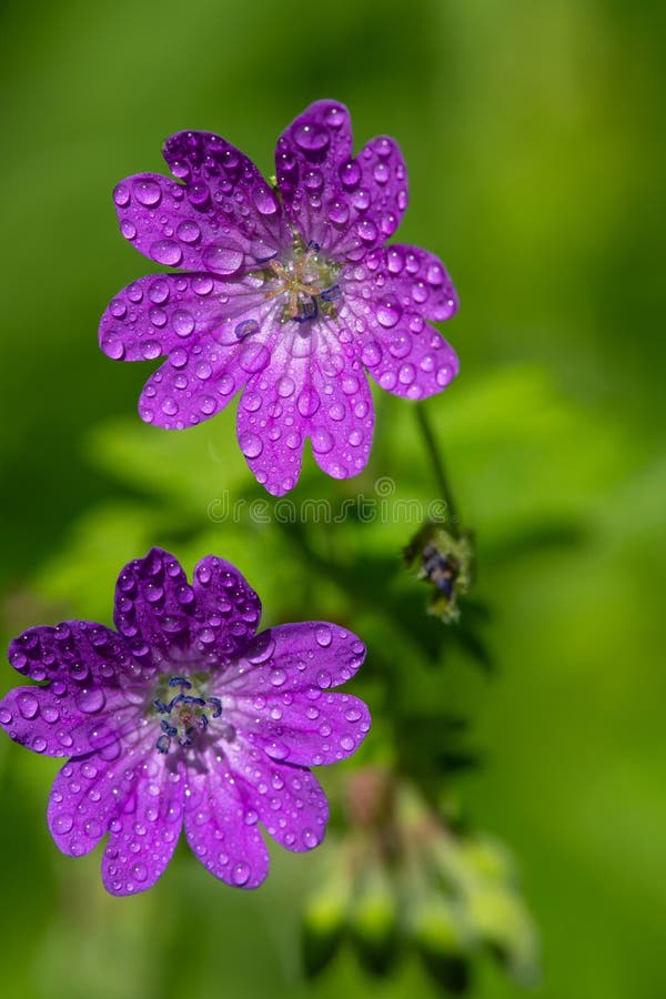 Hedgerow Geraniums (geranium Pyrenaicum Stock Image - Image of ...