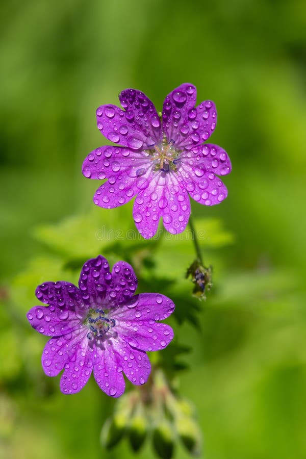 Hedgerow Geraniums (geranium Pyrenaicum Stock Image - Image of ...