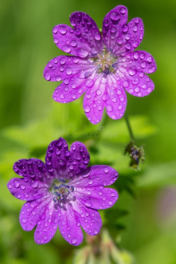 Hedgerow Geraniums (geranium Pyrenaicum Stock Image - Image of ...