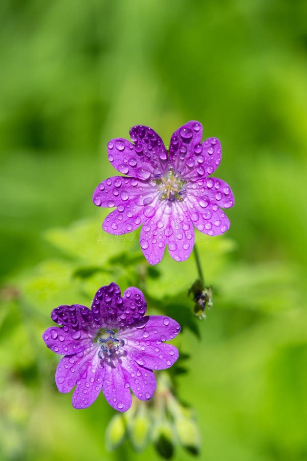 Hedgerow Geraniums (geranium Pyrenaicum Stock Image - Image of ...
