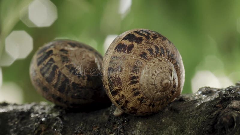 Macro Shot of Helix Aspersa Muller Snail Shell. Two Snails on Branch ...
