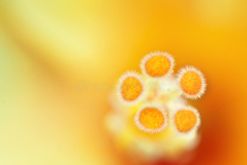 Ultar Macro of Pollen of Hibiscus Stock Photo - Image of bright, flora ...