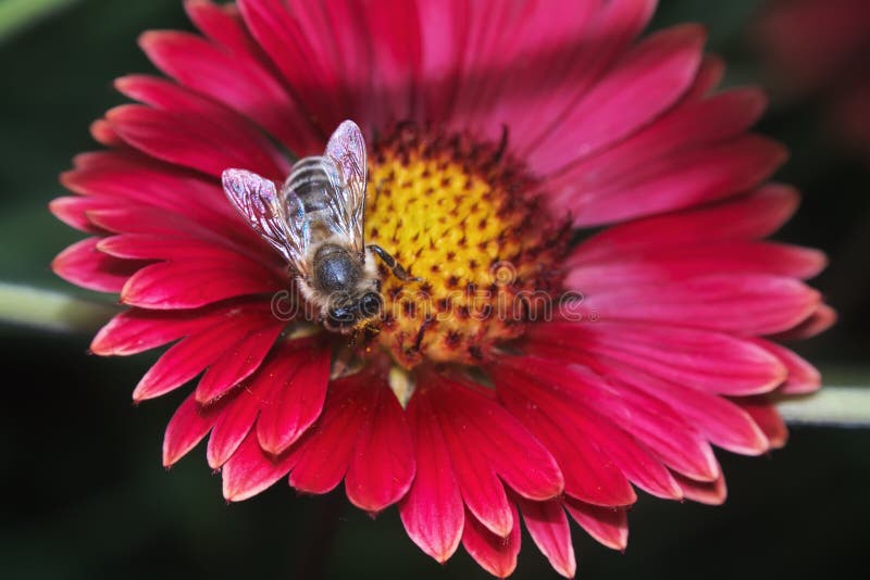 Macro Shot of Honey Bee on Flower. Stock Image - Image of beautiful ...