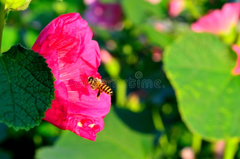 Macro Shot of Honey Bee Landing on a Flower Stock Image - Image of ...