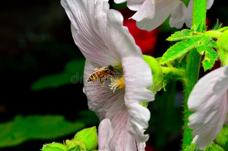 Macro Shot of Honey Bee Landing on a Flower Stock Image - Image of ...