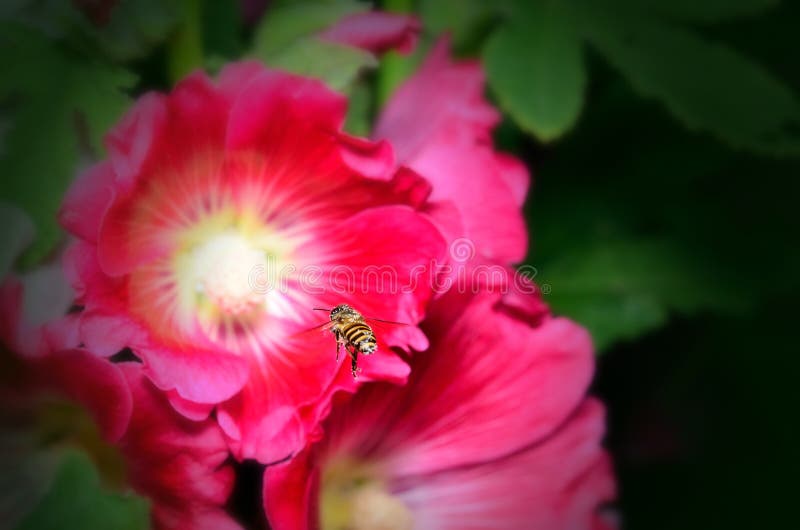 Macro Shot of Honey Bee Landing on a Flower Stock Photo - Image of ...