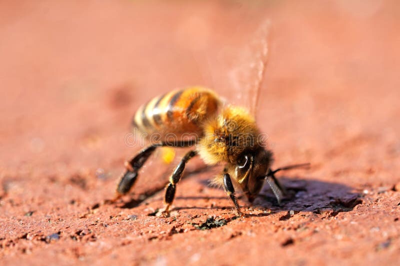 Macro Shot of a Honey Bee on a Sandy Dark Surface Stock Photo - Image of honey, sting: 282642152