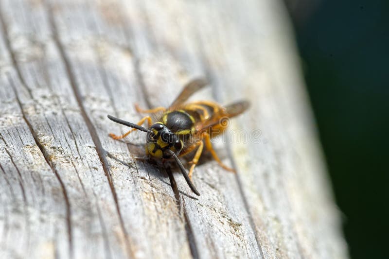 Macro Shot of a Hornet on a Timber Stock Photo - Image of animal, small ...