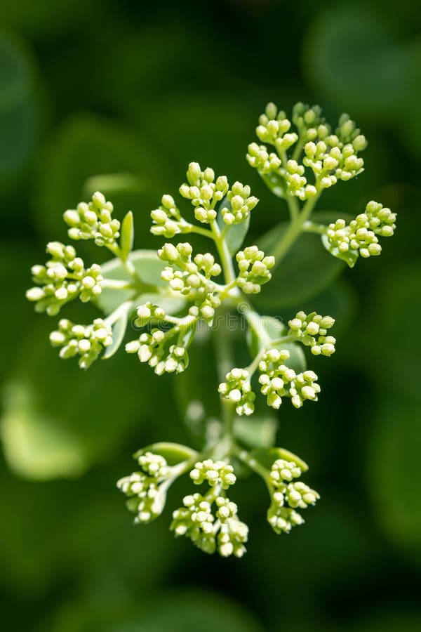 Macro Shot of the Hosta Purple Flower on Its Stem Stock Photo - Image ...