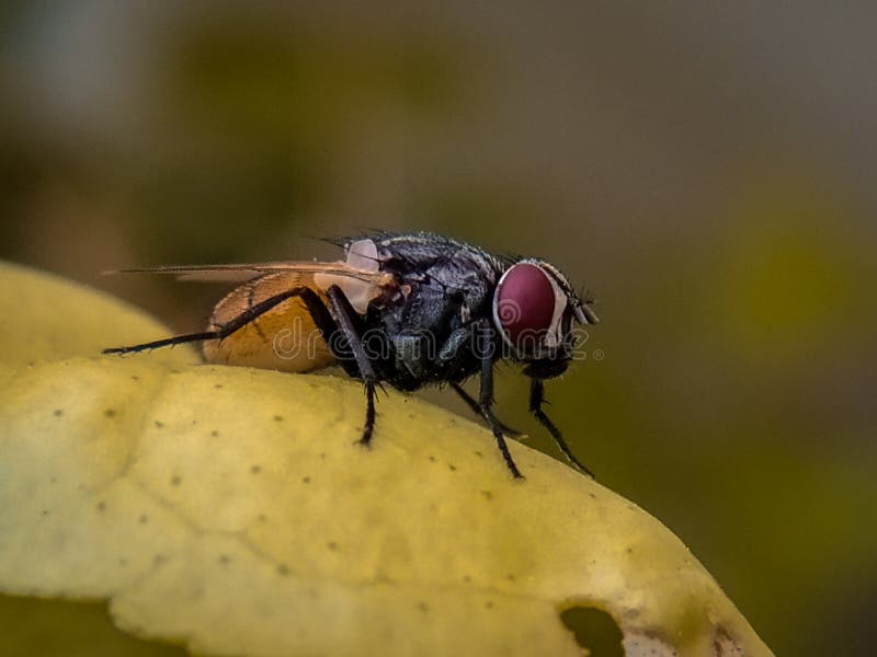 A Macro Shot of a House Fly Stock Photo - Image of insect, leaf: 190061520