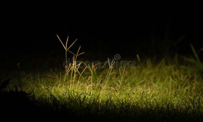 Macro Shot Illuminated Green Grass Night Stock Photos - Free & Royalty ...