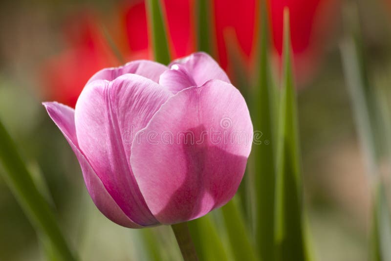 Macro Shot Image Of Pink Flowr Stock Photo - Image of pink, tulip: 82997094
