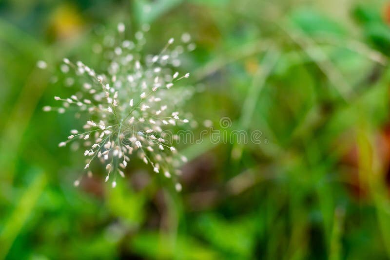 Macro Shot of Indian Love Grass with Blurred Green Background. Botany ...