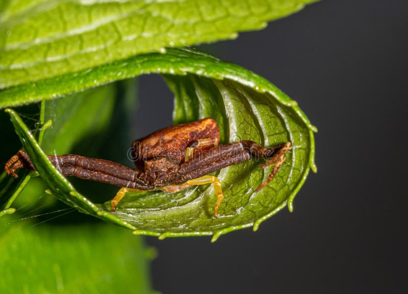 Macro Shot of an Insect Inside a Folded Leaf with a Dark Backgrou Stock ...