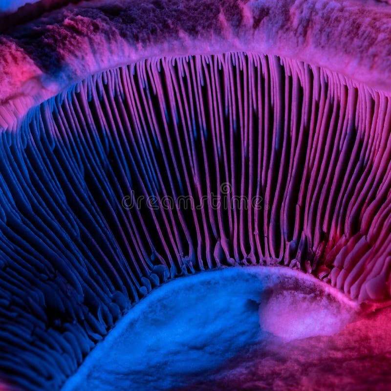 Inside a Mushroom stock image. Image of organic, healthy - 17647659