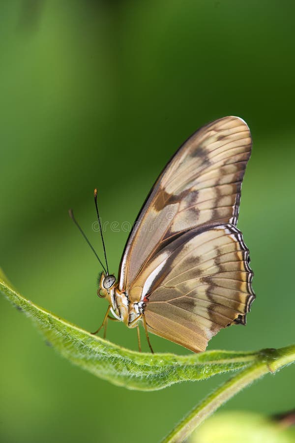 Macro Shot of Julia Longwing (dryas Julia) on Green Leaf in Florida ...