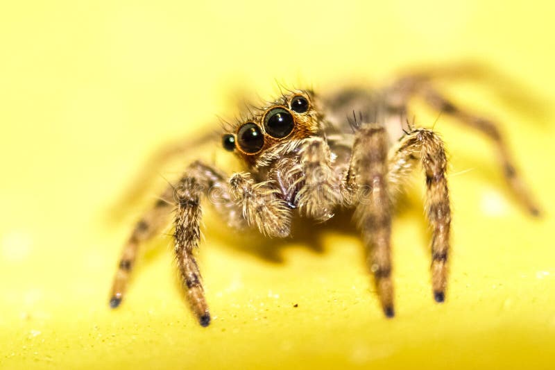 Cute Spidy stock image. Image of cute, silanthi, wildlife - 129542507
