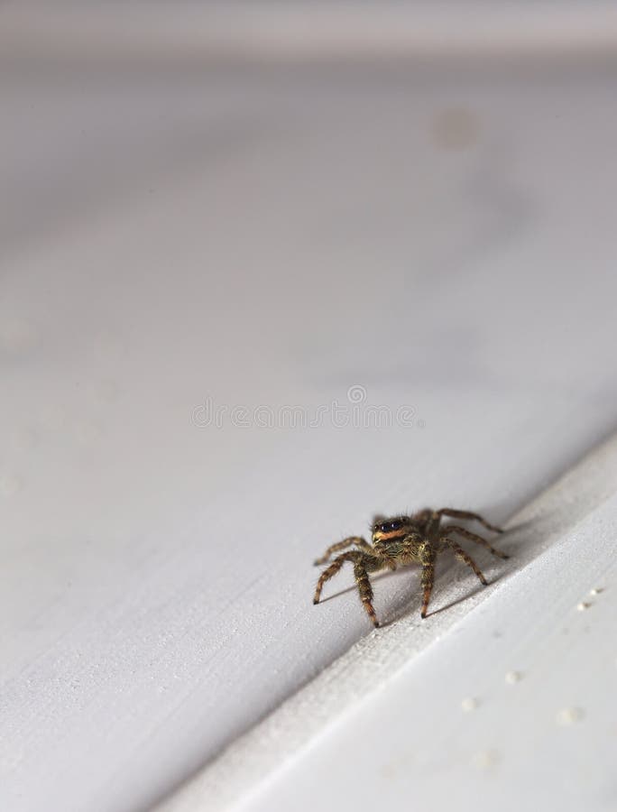 Macro Shot of a Jumping Spider (Marpissa Muscosa) Stock Image - Image ...