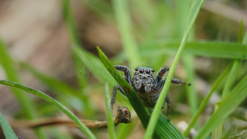 Macro Shot of a Jumping Spider Moving through Grass and Branches Stock ...