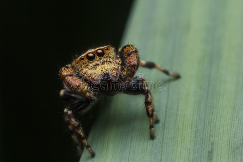 Jumping spider in nature stock image. Image of hyllus - 150680811
