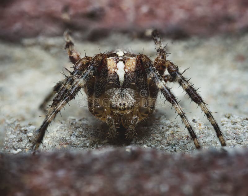 Macro Shot of a Jumping Spider on the Sand Stock Image - Image of macro ...