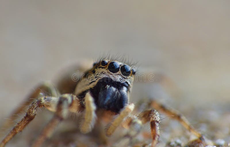 Jumping Spider close up stock photo. Image of animal - 257319512