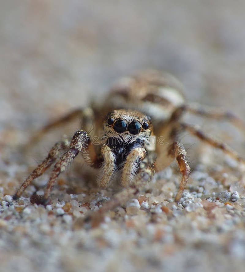 Jumping Spider stock photo. Image of female, tuberosa - 257480896