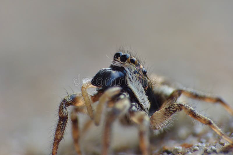 Jumping Spider close up stock photo. Image of hunter - 257319482