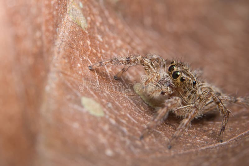 Macro Shot of a Jumping Spider Walking on a Leaf Stock Image - Image of ...