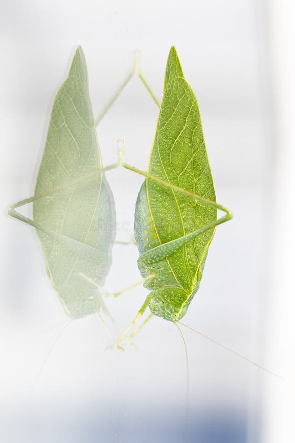 A Macro Shot of a Katydid Leaf Bug Stock Photo - Image of leaf, close ...