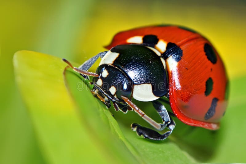 Macro Shot of a Lady Bug Looking at Camera on a Leaf with Green ...