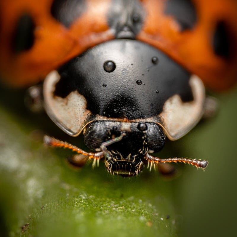 Macro Shot of a Ladybird on Plant Stock Photo - Image of wallpaper ...
