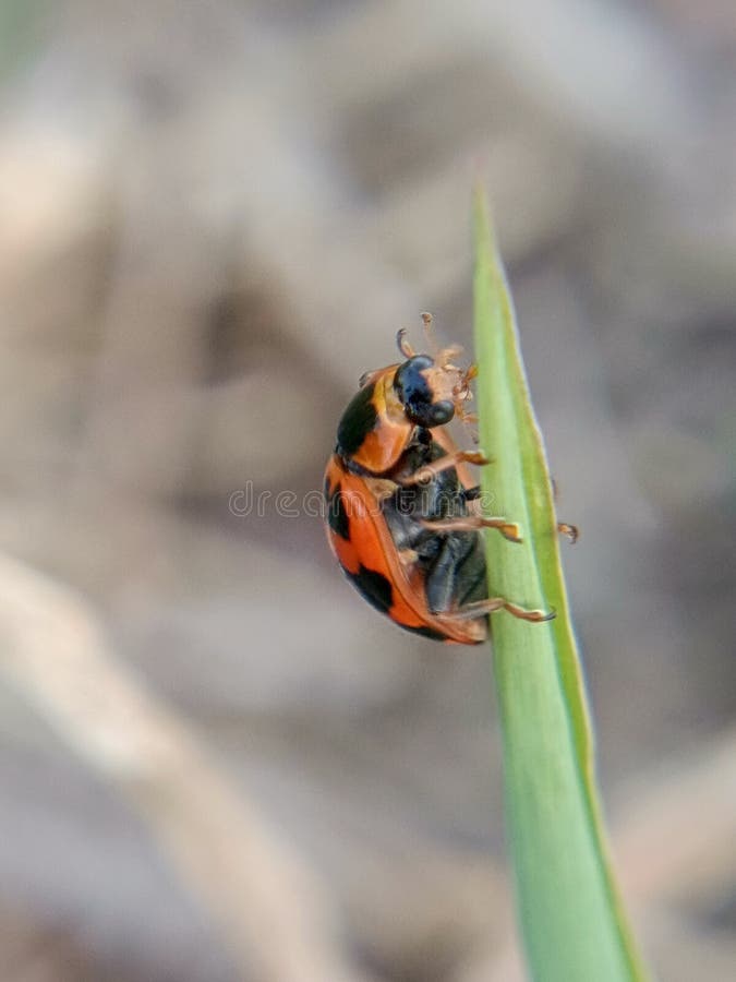Macro Shot: Ladybug & X28;Coccinellidae& X29; on Grass. Orange-red ...