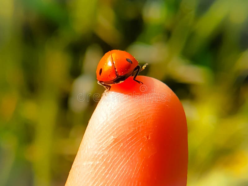 Macro Shot of a Ladybug on a Finger Stock Photo - Image of beautiful ...