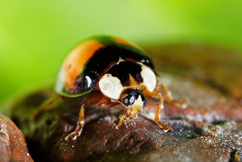 Ladybug macro stock photo. Image of macro, insects, leaf - 29830568