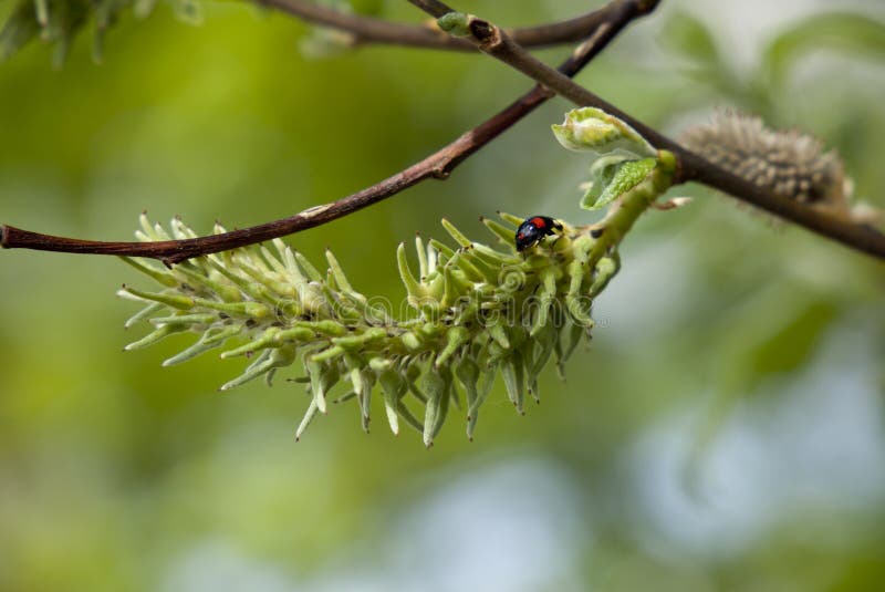 Ladybug Sitting on a Spring Leaf of a Tree Stock Image - Image of leaf ...