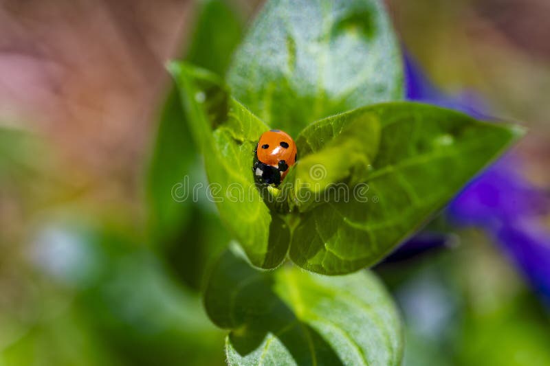 Macro Shot of a Ladybug Sitting on an Leaf Stock Photo - Image of flora ...