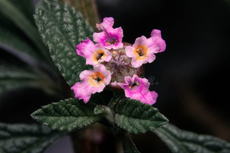 Macro Shot of a Lantana Trifolia Flower Stock Photo - Image of floral ...